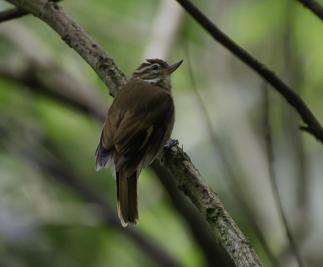 Foto bico-virado-miúdo (Xenops minutus) Por Roberto Pitui | Wiki Aves ...