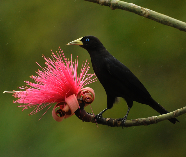 Foto guaxe (Cacicus haemorrhous) Por Andréa Faria Santos | Wiki Aves ...