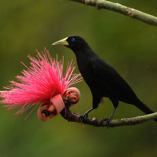 guaxe (Cacicus haemorrhous) | WikiAves - A Enciclopédia das Aves do Brasil