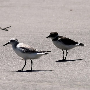Calidris sp. (Calidris sp.) | WikiAves - A Enciclopédia das Aves do Brasil