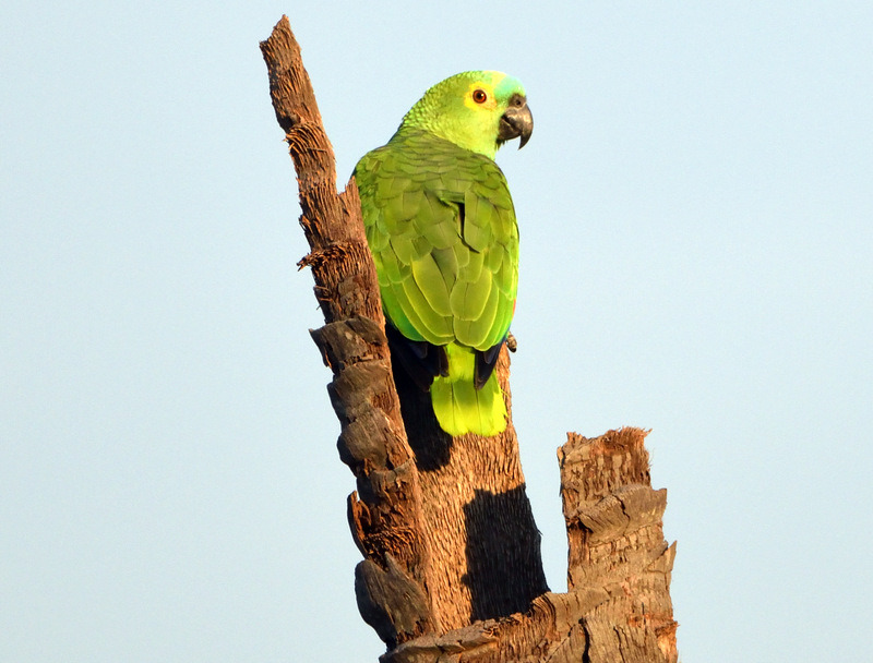 Foto papagaio-verdadeiro (Amazona aestiva) Por Marcio A. Cavalheiro ...