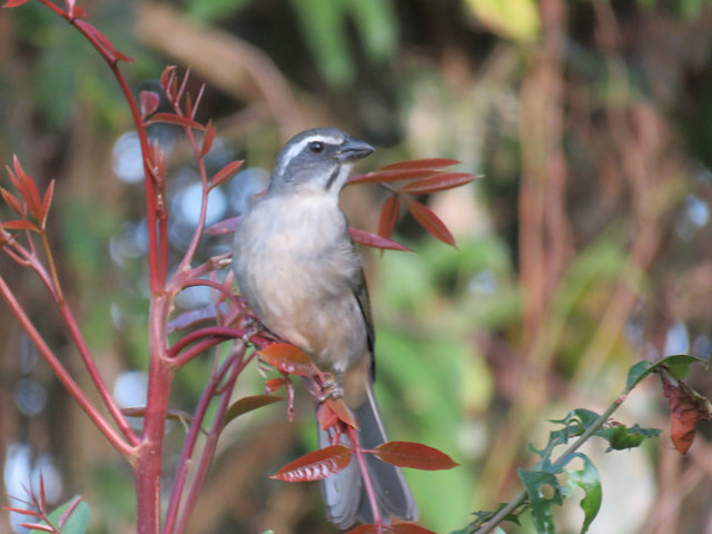 Foto trinca-ferro (Saltator similis) Por Alex ALAMelo | Wiki Aves - A ...