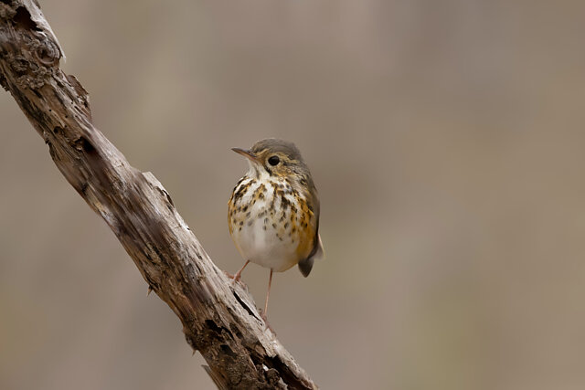 Foto pompeu (Hylopezus ochroleucus) Por Dado Cherem | Wiki Aves - A ...