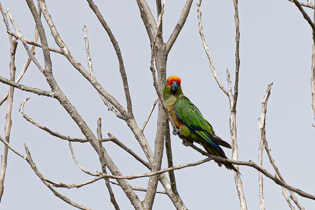 Foto jandaia-de-testa-vermelha (Aratinga auricapillus) Por Pedro ...