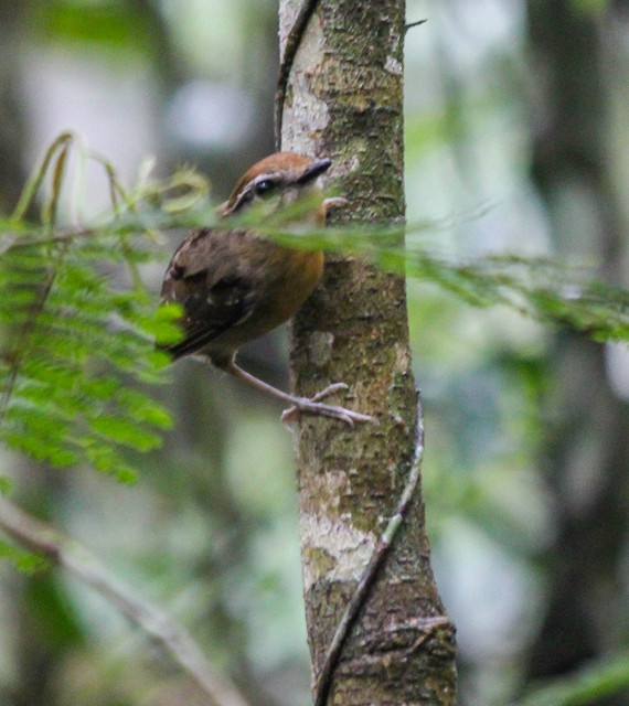 Foto cuspidor-de-máscara-preta (Conopophaga melanops) Por Yan Sanglard ...