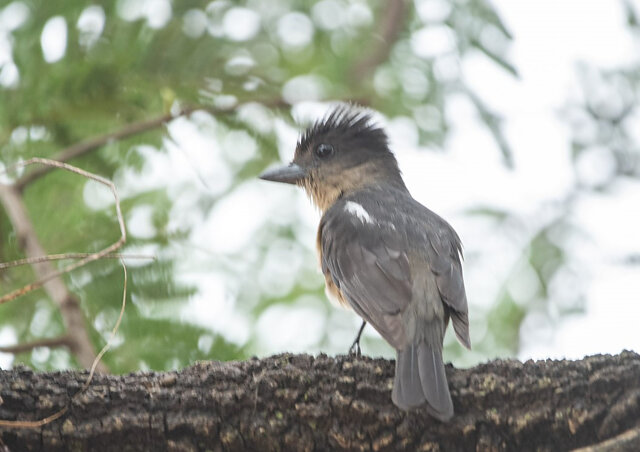 Foto caneleiro-de-chapéu-preto (Pachyramphus validus) Por José Pireni ...