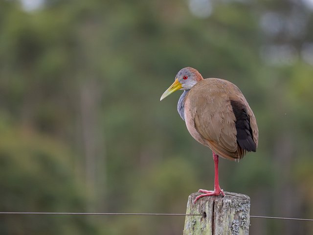 Foto saracuruçu (Aramides ypecaha) Por Klenisson Brenner | Wiki Aves ...