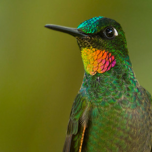 beija-flor-rubi (Heliodoxa rubricauda) | WikiAves - A Enciclopédia das ...