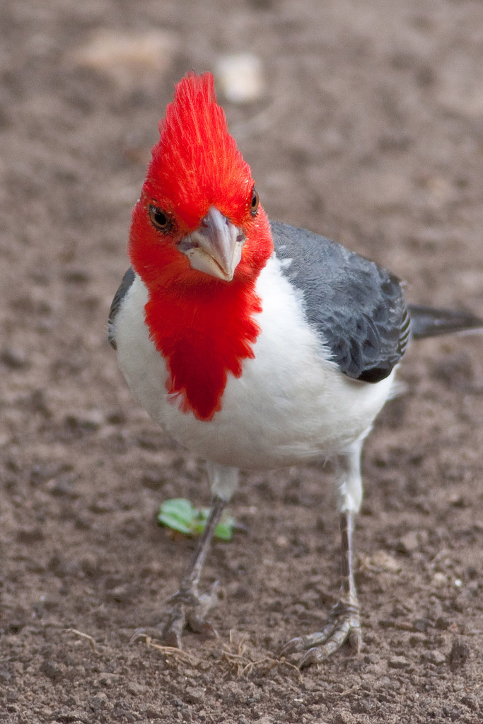Foto cardeal (Paroaria coronata) Por Fernando Sanches | Wiki Aves - A ...