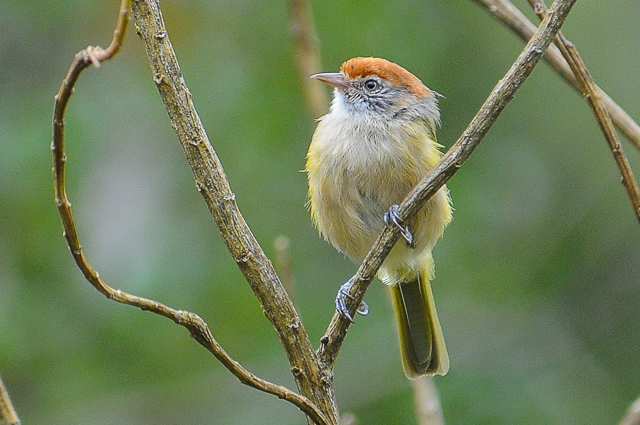 Foto vite-vite-de-olho-cinza (Hylophilus amaurocephalus) Por Margi Moss ...
