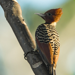 pica-pau-lindo (Celeus spectabilis) | WikiAves - A Enciclopédia das ...