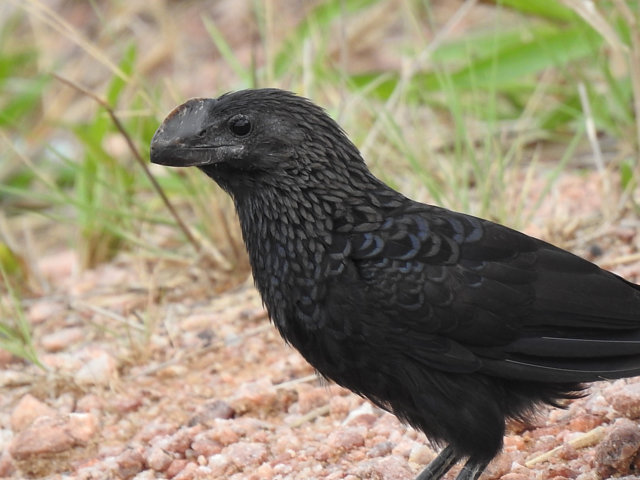 Foto anu-preto (Crotophaga ani) Por João Ribeiro 4 | Wiki Aves - A ...