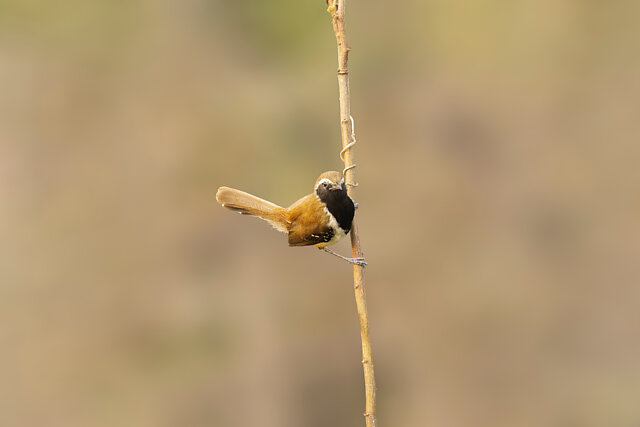 Foto papa-formiga-vermelho (Formicivora rufa) Por Dado Cherem | Wiki ...