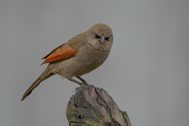 Foto asa-de-telha (Agelaioides badius) Por Dado Cherem | Wiki Aves - A ...
