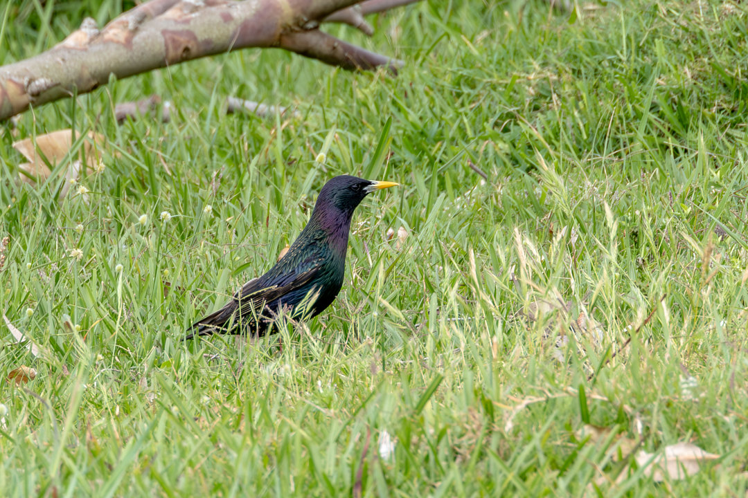 Foto estorninho (Sturnus vulgaris) Por Gustavo Dallaqua | Wiki Aves - A ...