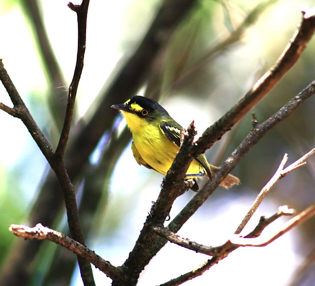 Foto teque-teque (Todirostrum poliocephalum) Por Jomar Garcia | Wiki ...