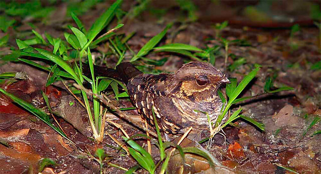 Foto bacurau (Nyctidromus albicollis) Por Fernando Pacheco | Wiki Aves ...