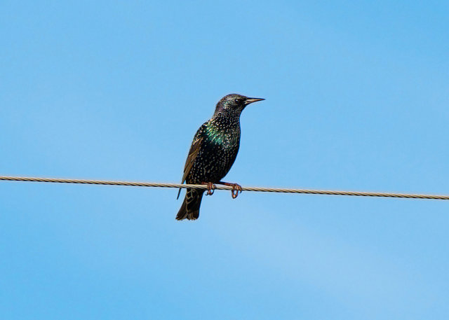Foto estorninho (Sturnus vulgaris) Por Giancarlo Müller Pozzebon | Wiki ...