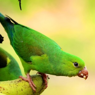 periquito-rico (Brotogeris tirica) | WikiAves - A Enciclopédia das Aves ...