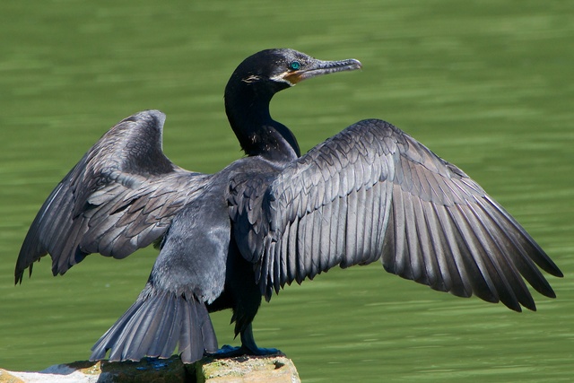 Foto biguá (Nannopterum brasilianum) Por Daniel Rodrigues | Wiki Aves ...