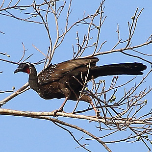 jacucaca (Penelope jacucaca) | WikiAves - A Enciclopédia das Aves do Brasil