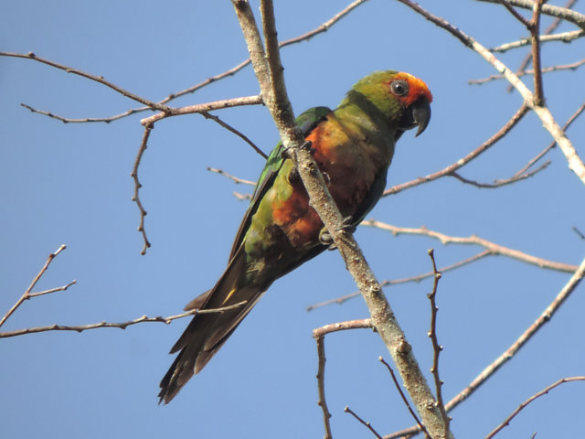 Foto jandaia-de-testa-vermelha (Aratinga auricapillus) Por João ...
