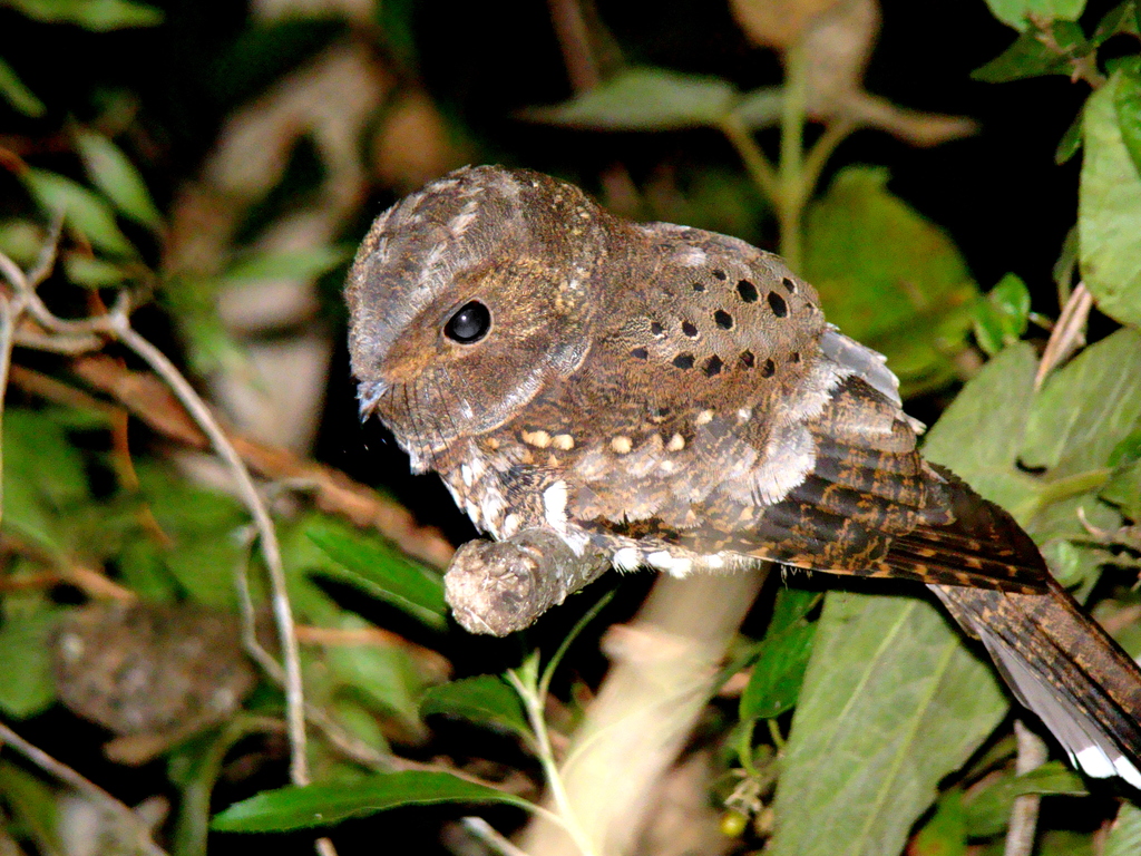 Foto bacurau-ocelado (Nyctiphrynus ocellatus) Por Constantino Melo ...