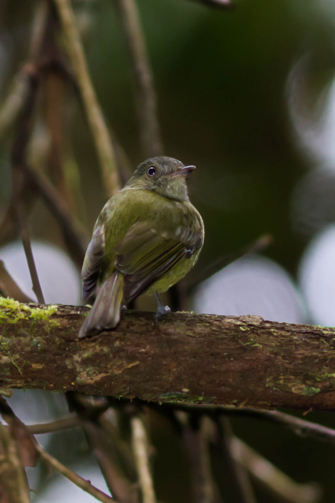 Foto fruxu-baiano (Neopelma aurifrons) Por Sérgio Messias | Wiki Aves ...