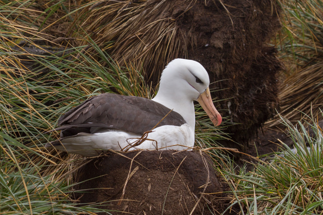 albatroz-de-sobrancelha (Thalassarche melanophris) | WikiAves - A ...