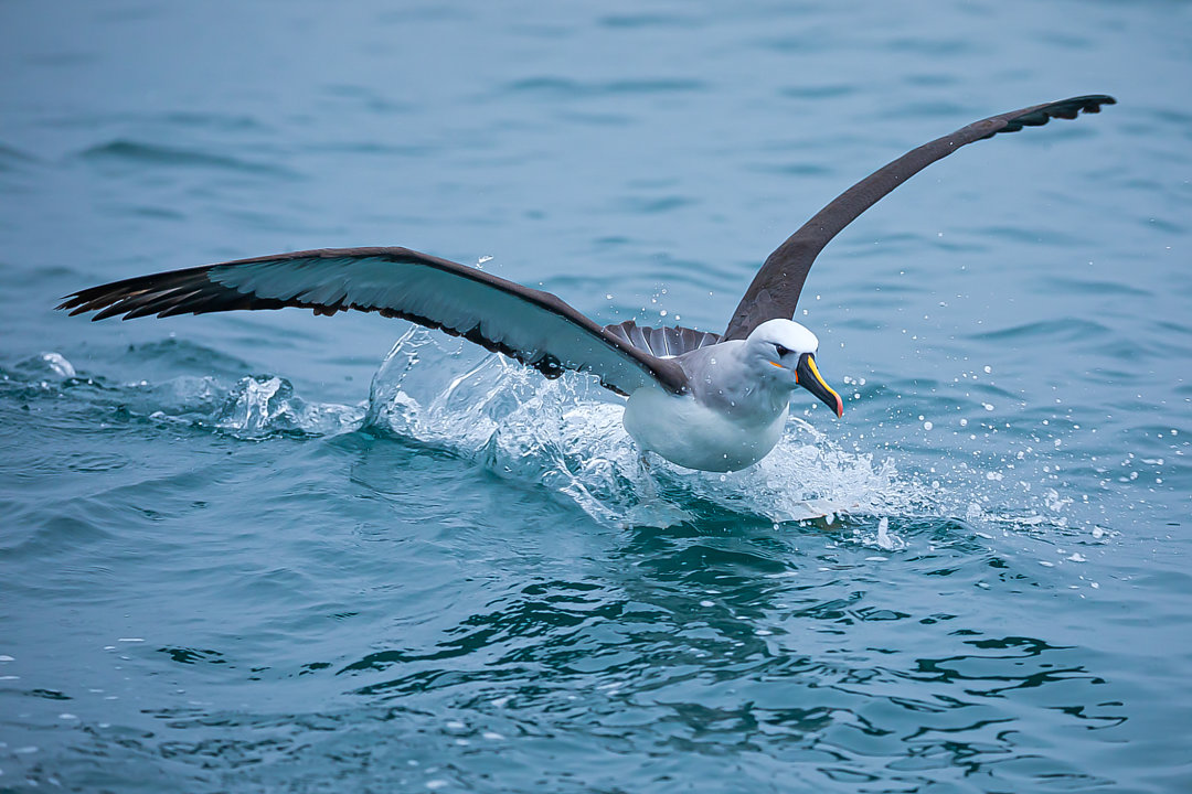 Foto albatroz-de-nariz-amarelo (Thalassarche chlororhynchos) Por ...
