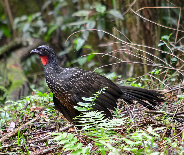 Foto jacuguaçu (Penelope obscura) Por Fernando Lino | Wiki Aves - A ...