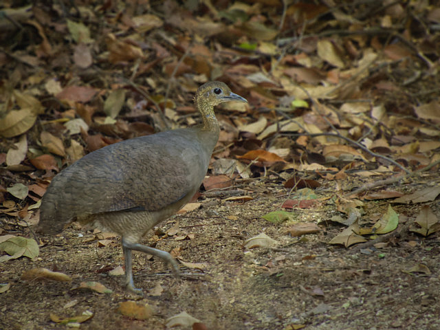 Foto macuco (Tinamus solitarius) Por Henrique Junior | Wiki Aves - A ...