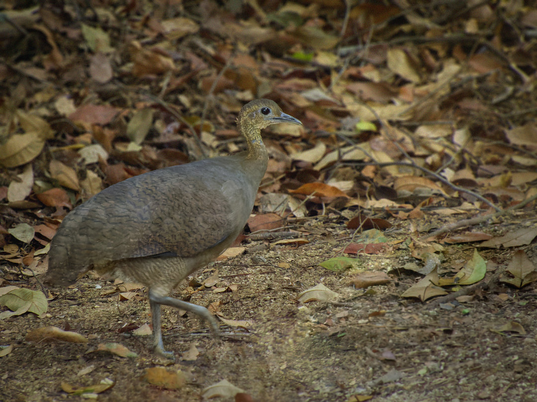 Foto macuco (Tinamus solitarius) Por Henrique Junior | Wiki Aves - A ...