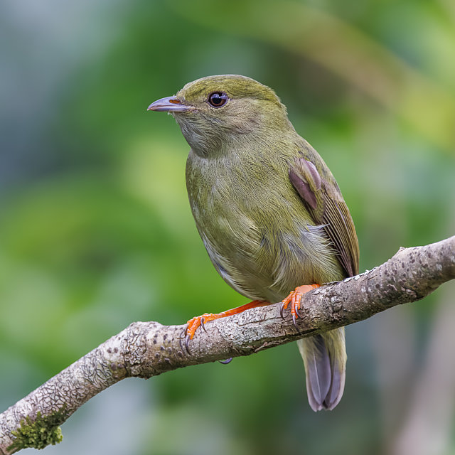 Foto rendeira (Manacus manacus) Por Diomar Mühlmann | Wiki Aves - A ...
