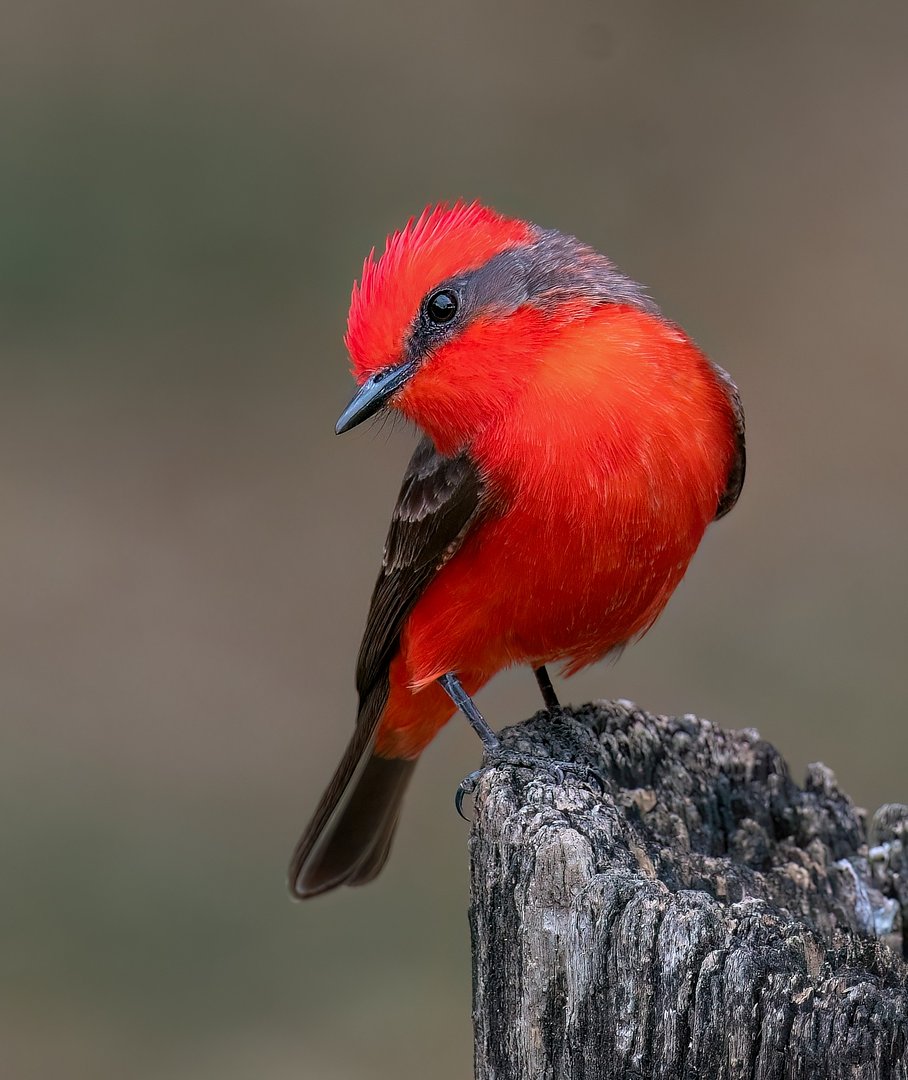 Foto príncipe (Pyrocephalus rubinus) Por Celso De Castro | Wiki Aves ...