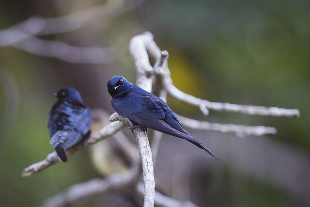 Foto peitoril (Atticora fasciata) Por Thelma Gatuzzo | Wiki Aves - A ...