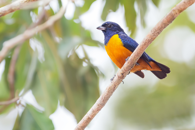 Foto gaturamo-do-norte (Euphonia rufiventris) Por Lucas Toniolo | Wiki ...