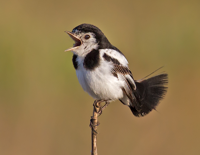 galito (Alectrurus tricolor) | WikiAves - A Enciclopédia das Aves do Brasil