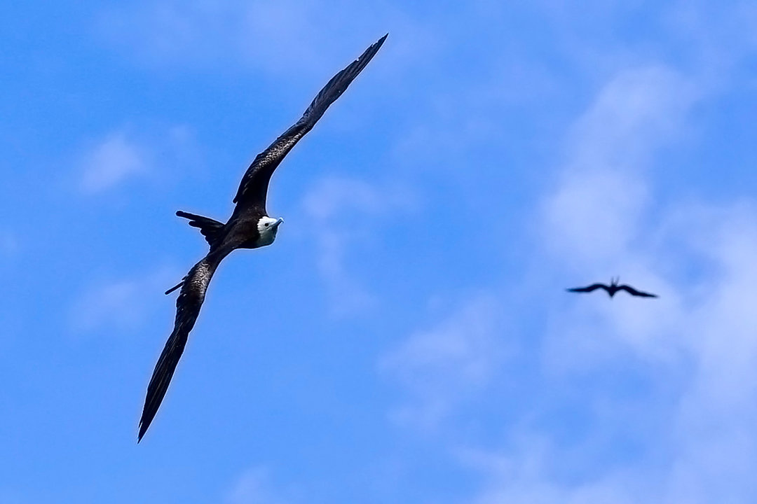 Foto fragata (Fregata magnificens) Por Eduardo Gavioli | Wiki Aves - A ...