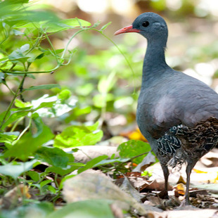 inhambu-chintã (Crypturellus tataupa) | WikiAves - A Enciclopédia das ...