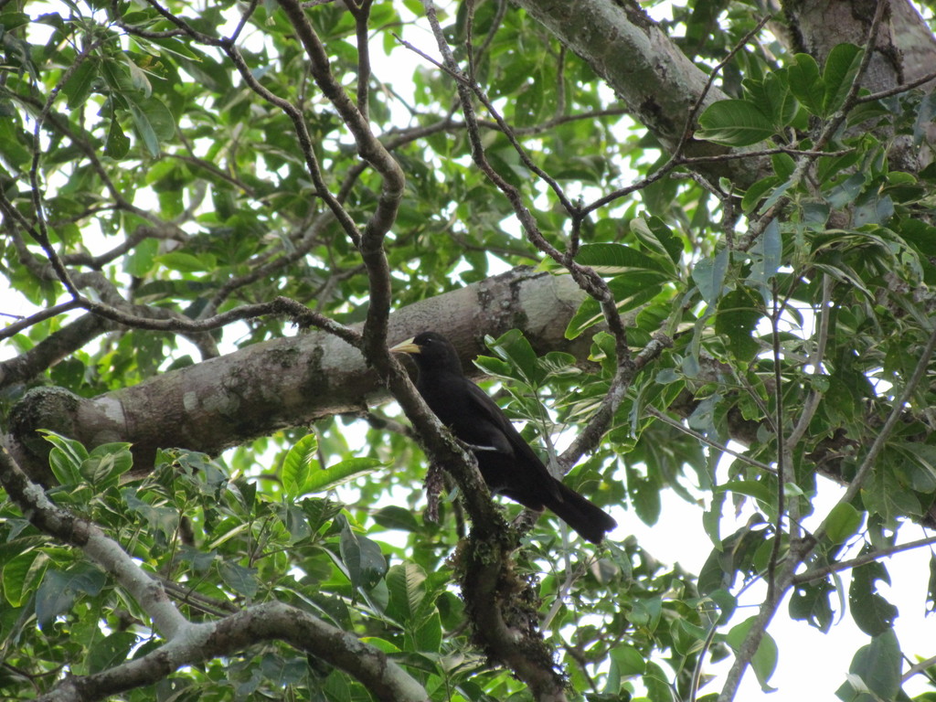 Foto guaxe (Cacicus haemorrhous) Por Lucileine Assumpção | Wiki Aves ...
