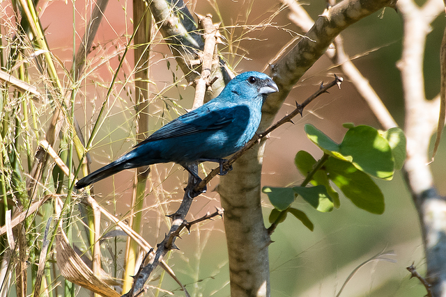 Foto azulinho (Cyanoloxia glaucocaerulea) Por Luiz Bravo | Wiki Aves ...