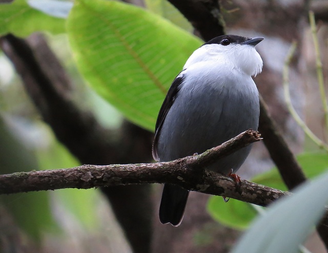 Foto rendeira (Manacus manacus) Por Aline Patricia Horikawa | Wiki Aves ...