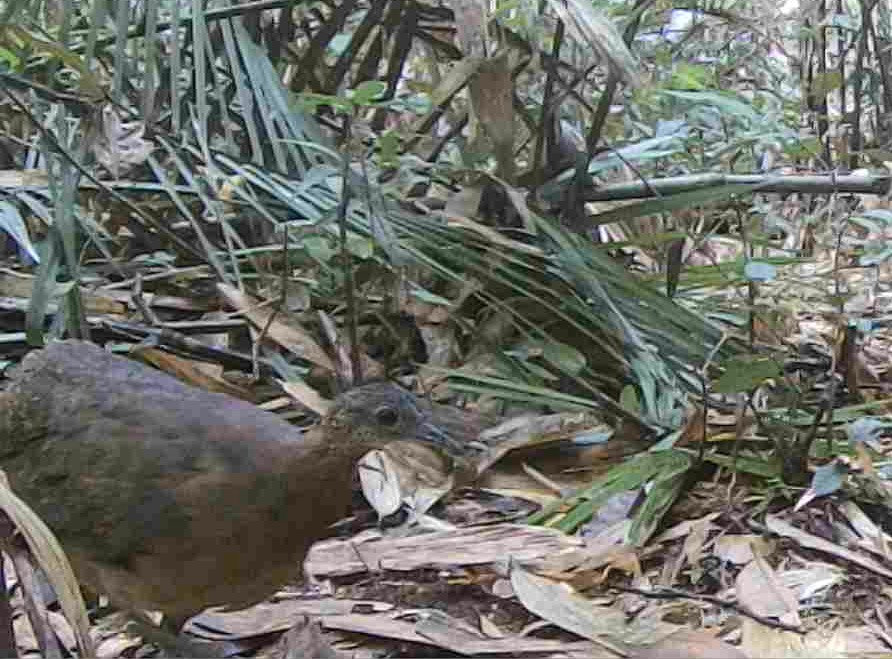Foto inhambu-galinha (Tinamus guttatus) Por Raul Pommer (Guia) | Wiki ...