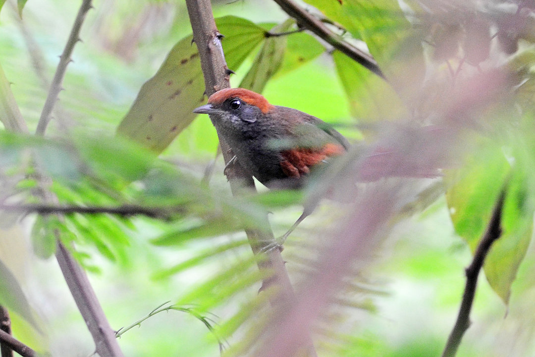 Foto joão-do-norte (Synallaxis sp.) Por Bruno Rennó | Wiki Aves - A ...