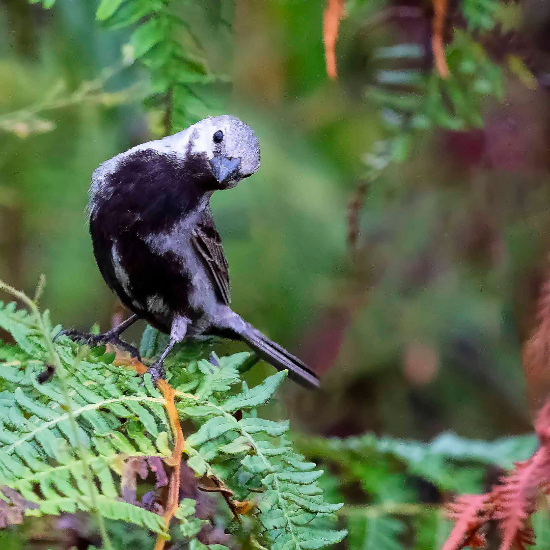 Foto caboclinho-de-barriga-preta (Sporophila melanogaster) Por ...