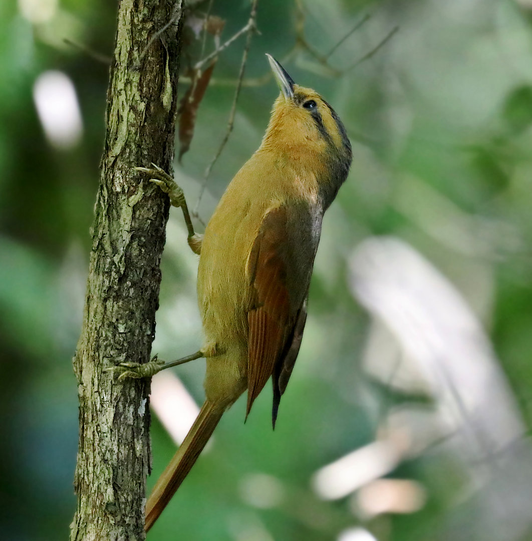 Foto limpa-folha-de-testa-baia (Dendroma rufa) Por Lorenzo Palma | Wiki ...