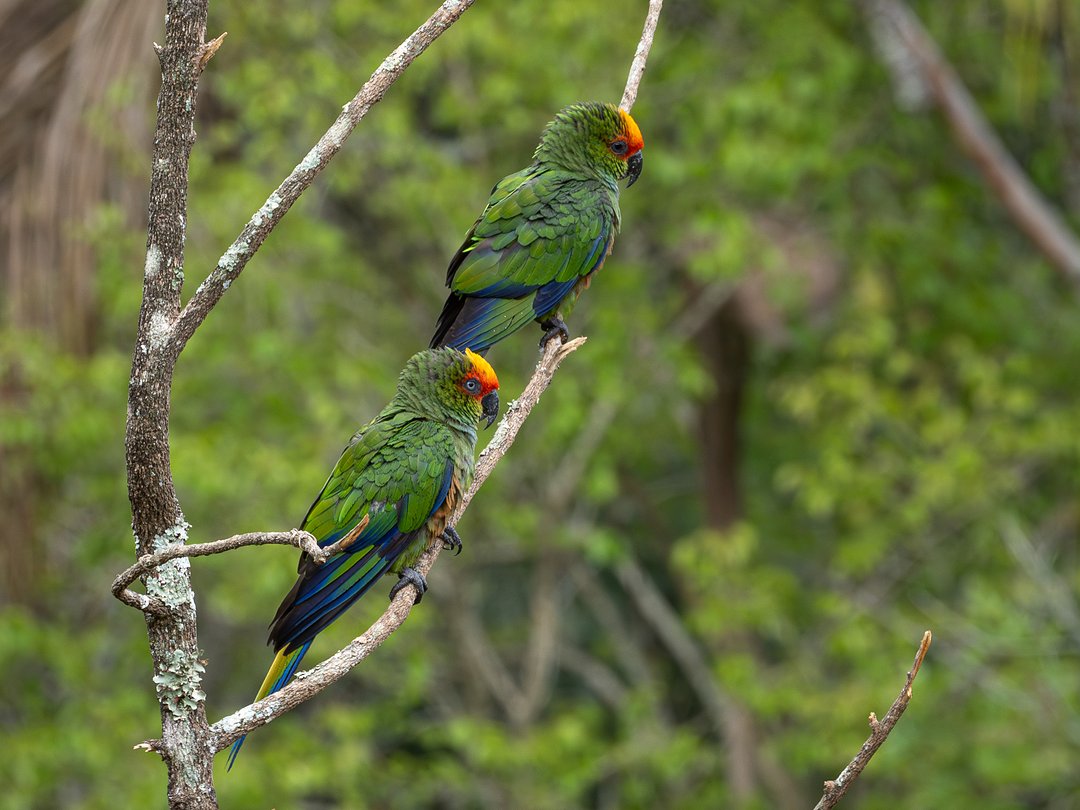 Foto jandaia-de-testa-vermelha (Aratinga auricapillus) Por Vitor Rolf ...