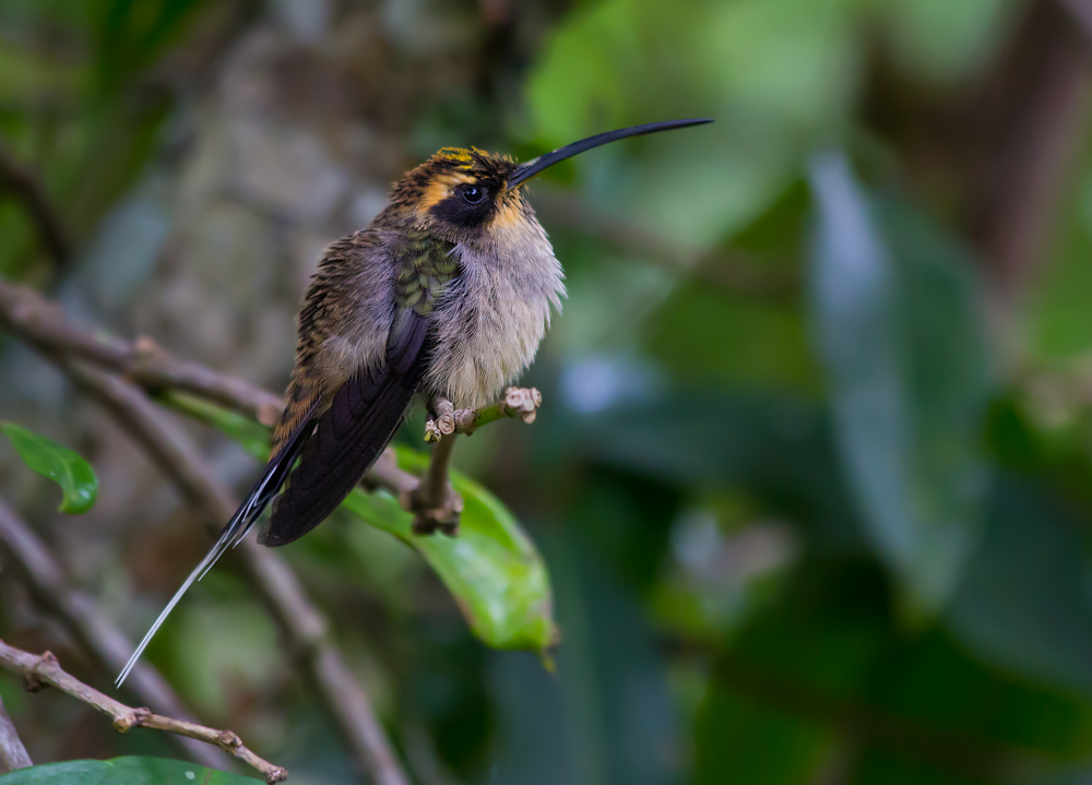 Foto rabo-branco-de-garganta-rajada (Phaethornis eurynome) Por Alety ...