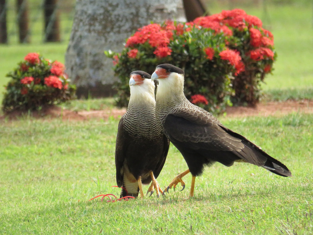 Foto carcará (Caracara plancus) Por Elka Blanco | Wiki Aves - A ...